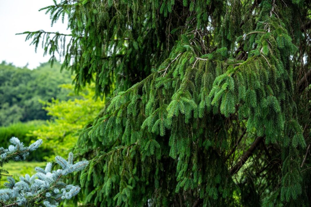 10 Evergreen Trees That Grow Fast and Make Your Yard Look Complete ...