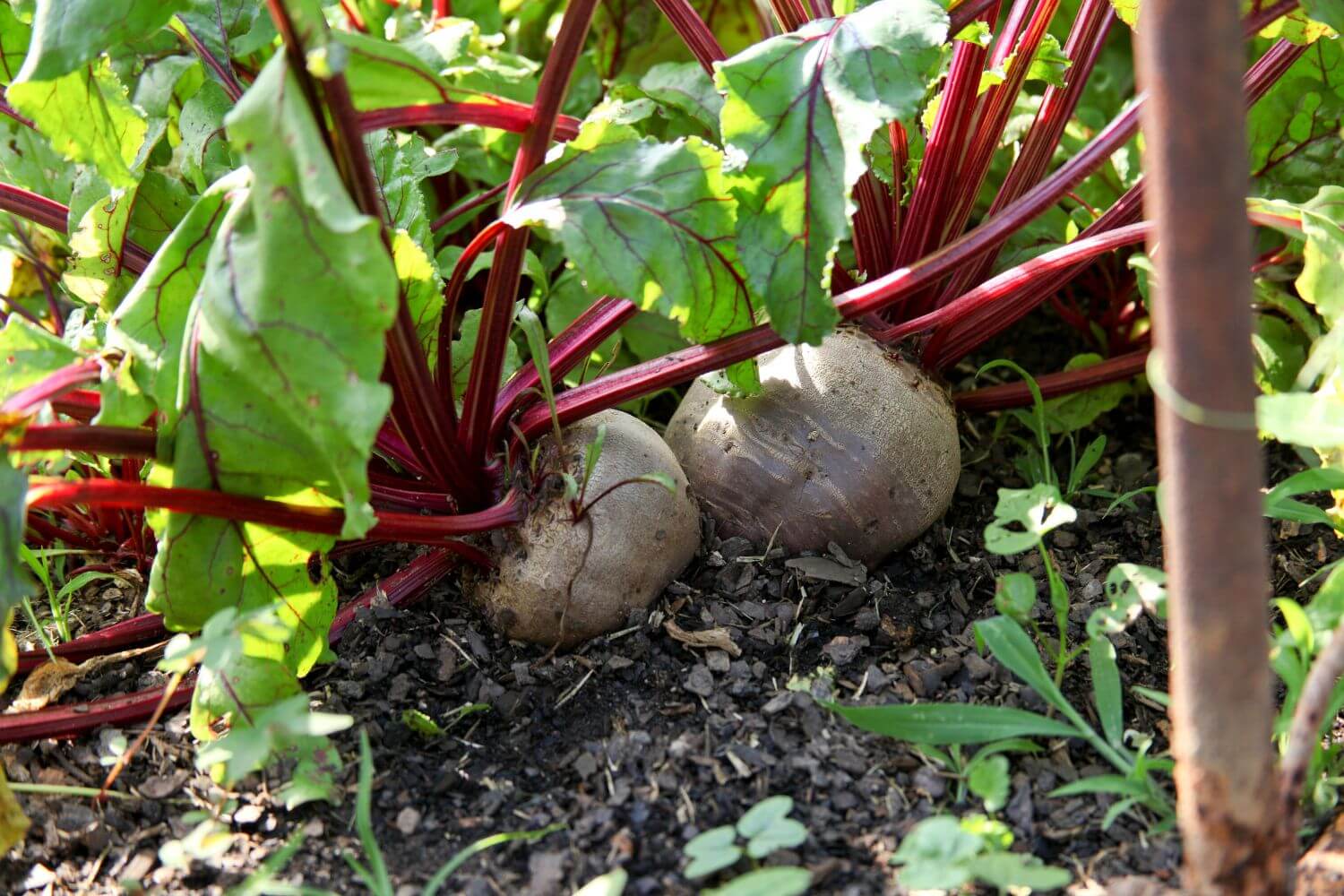 7 Fast-Growing Vegetables You Can Plant Now for Quick Summer Harvests ...